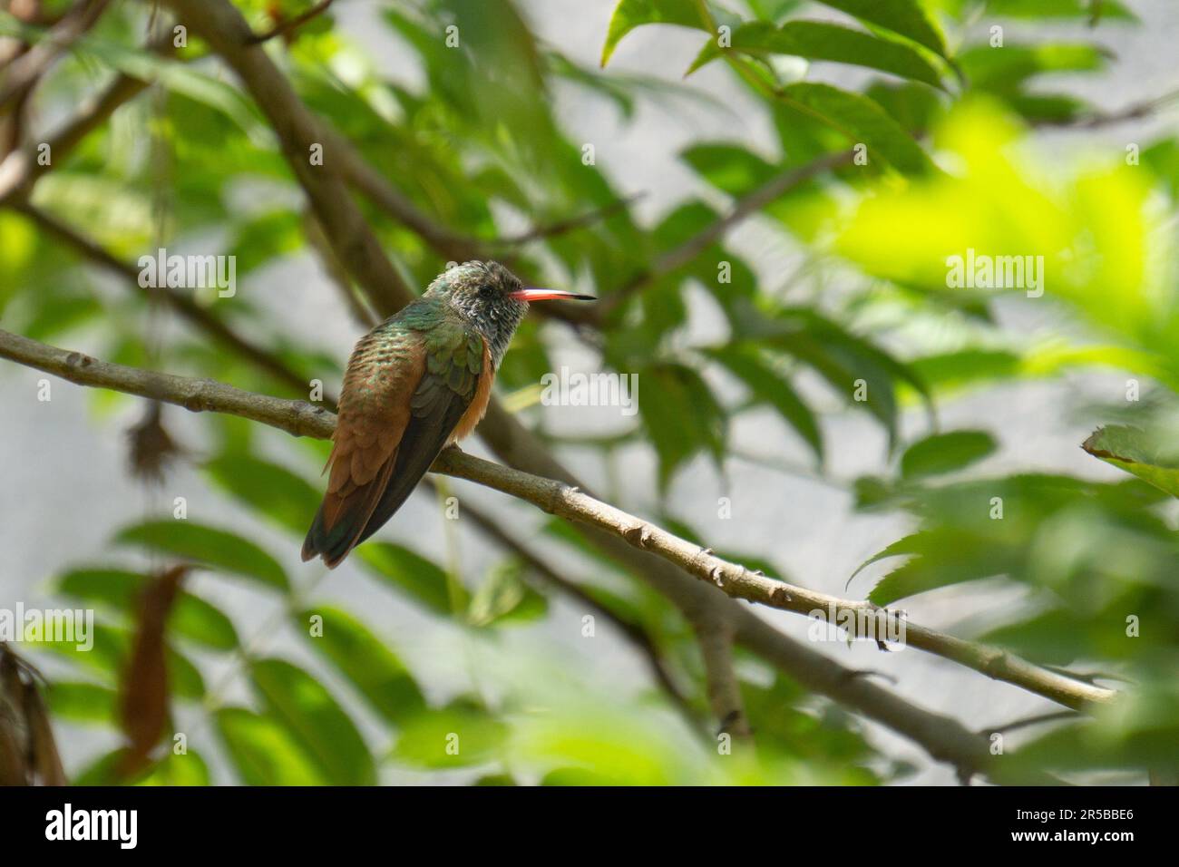 Lessons amazilia, hummingbird resting on a branch in Lima, Peru Stock Photo - Alamy