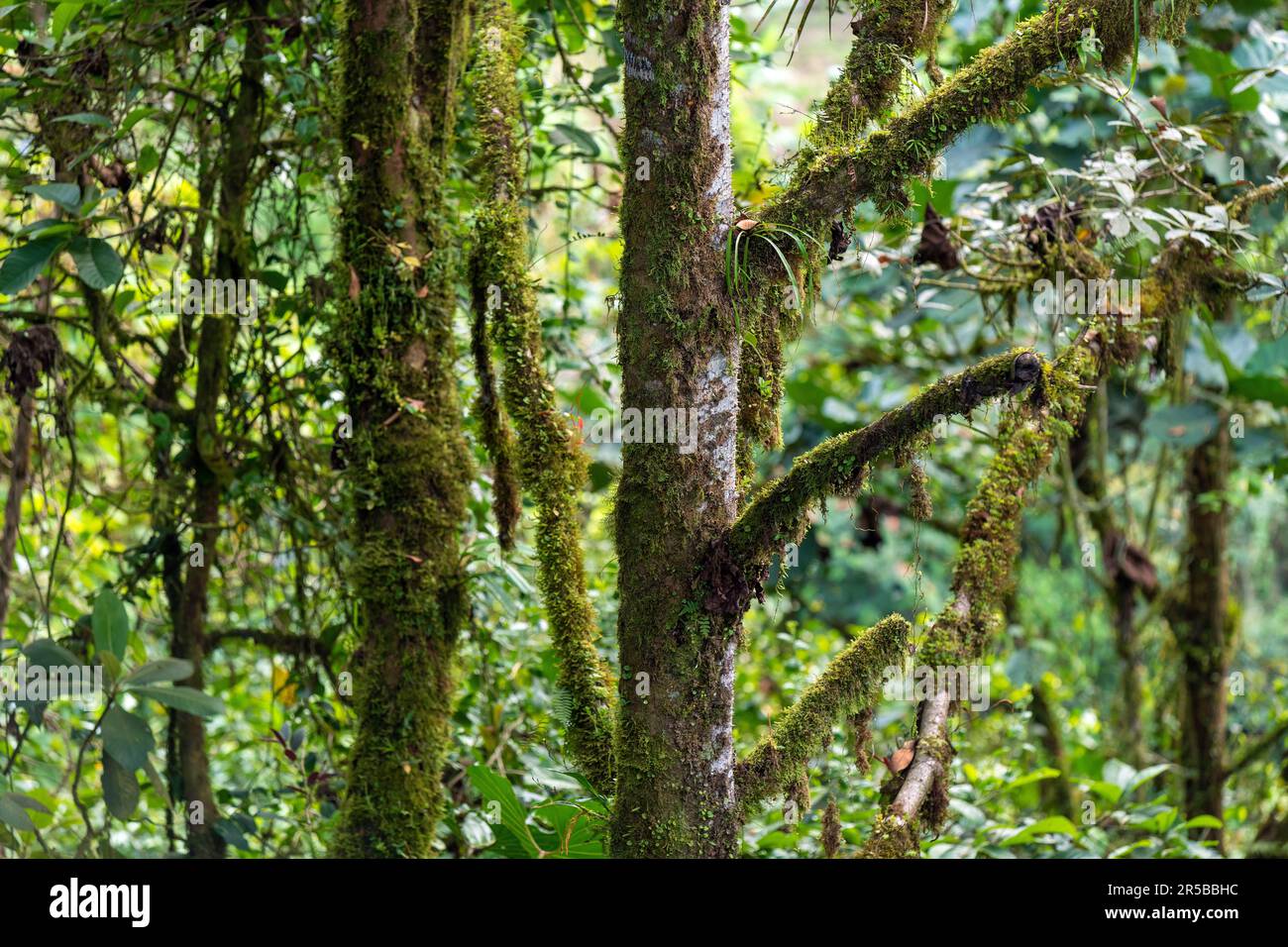 Tree forest vegetation landscape with lush foliage, Mindo cloud forest ...