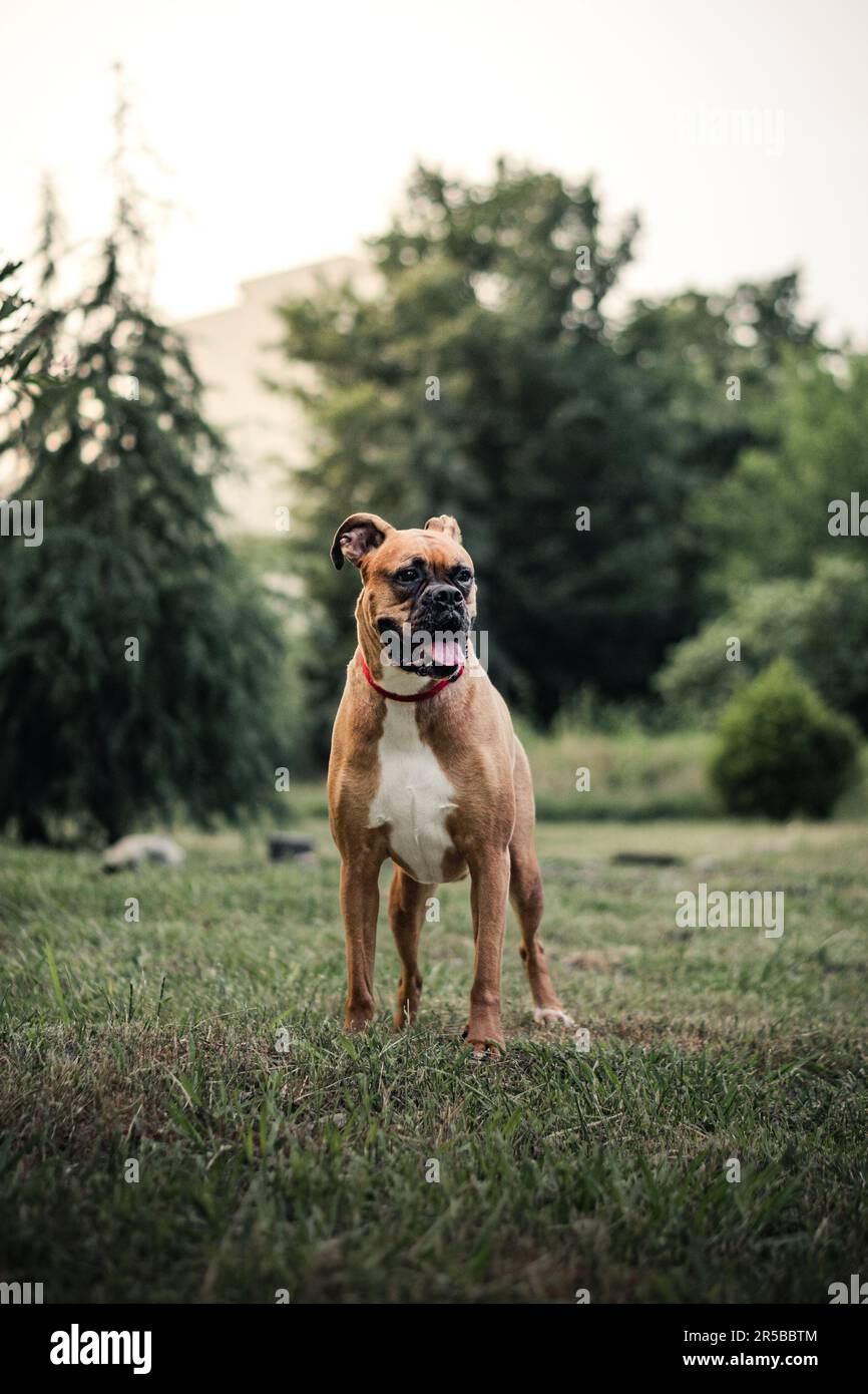 Sad looking boxer dog hi-res stock photography and images - Alamy