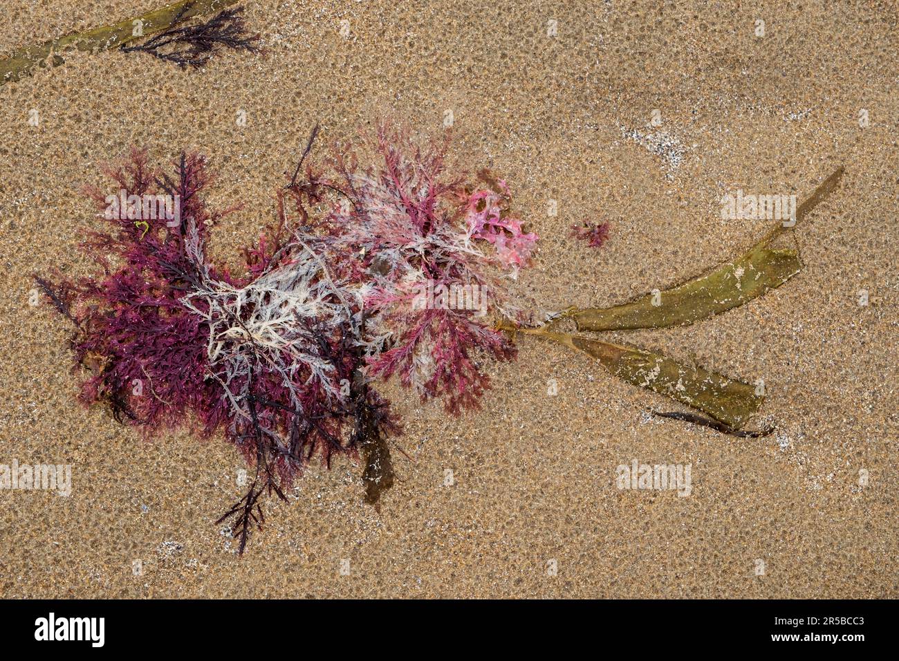 Gelidium sesquipedale seaweed, detail of red algae washed up on the ...