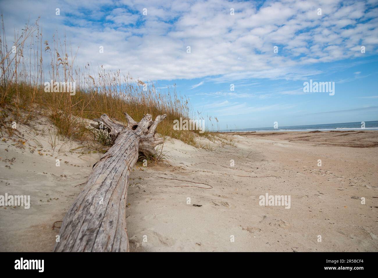 A majestic fallen tree lies across the shore of a pristine beach, with ...