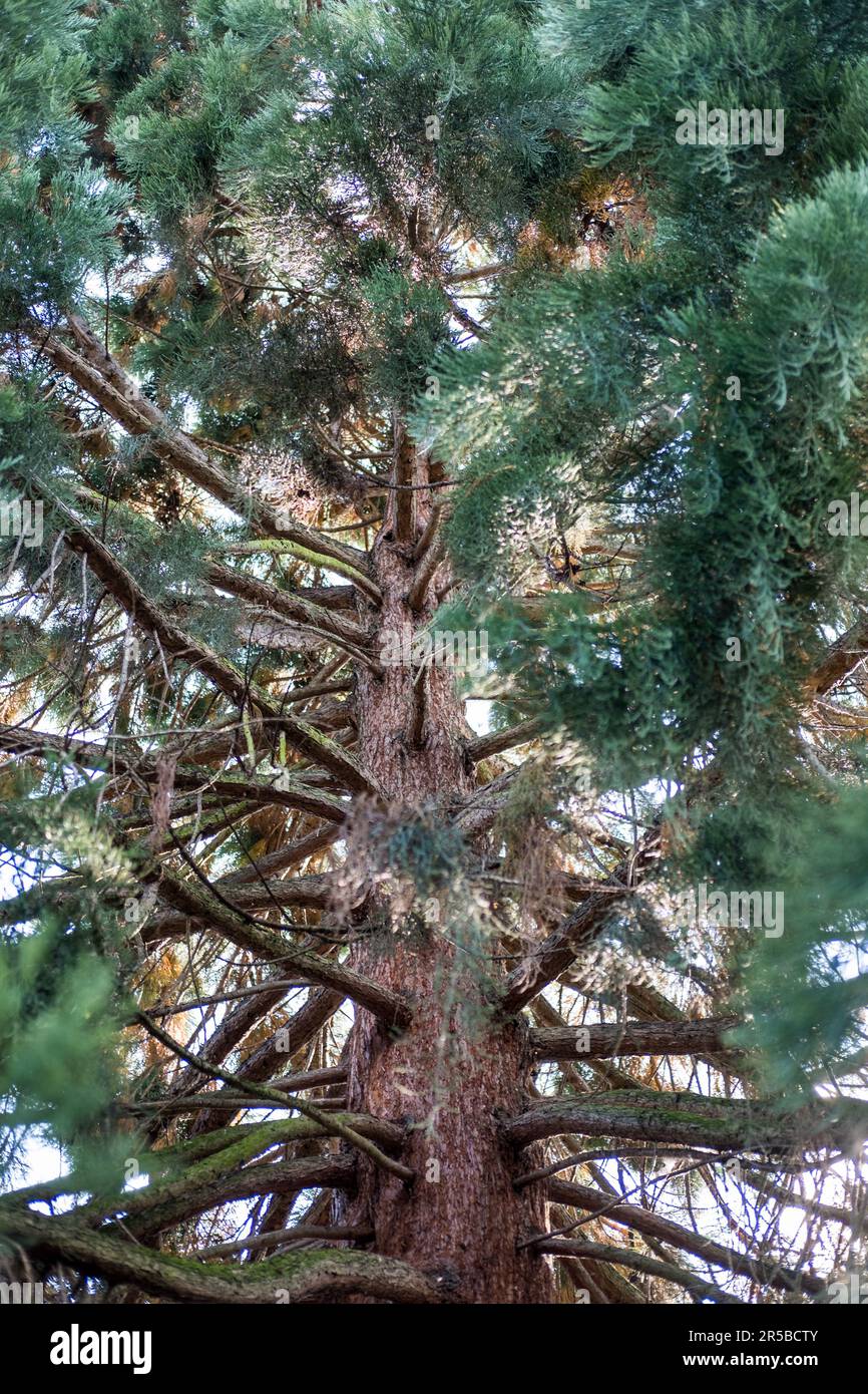 Large tree with branches Stock Photo - Alamy