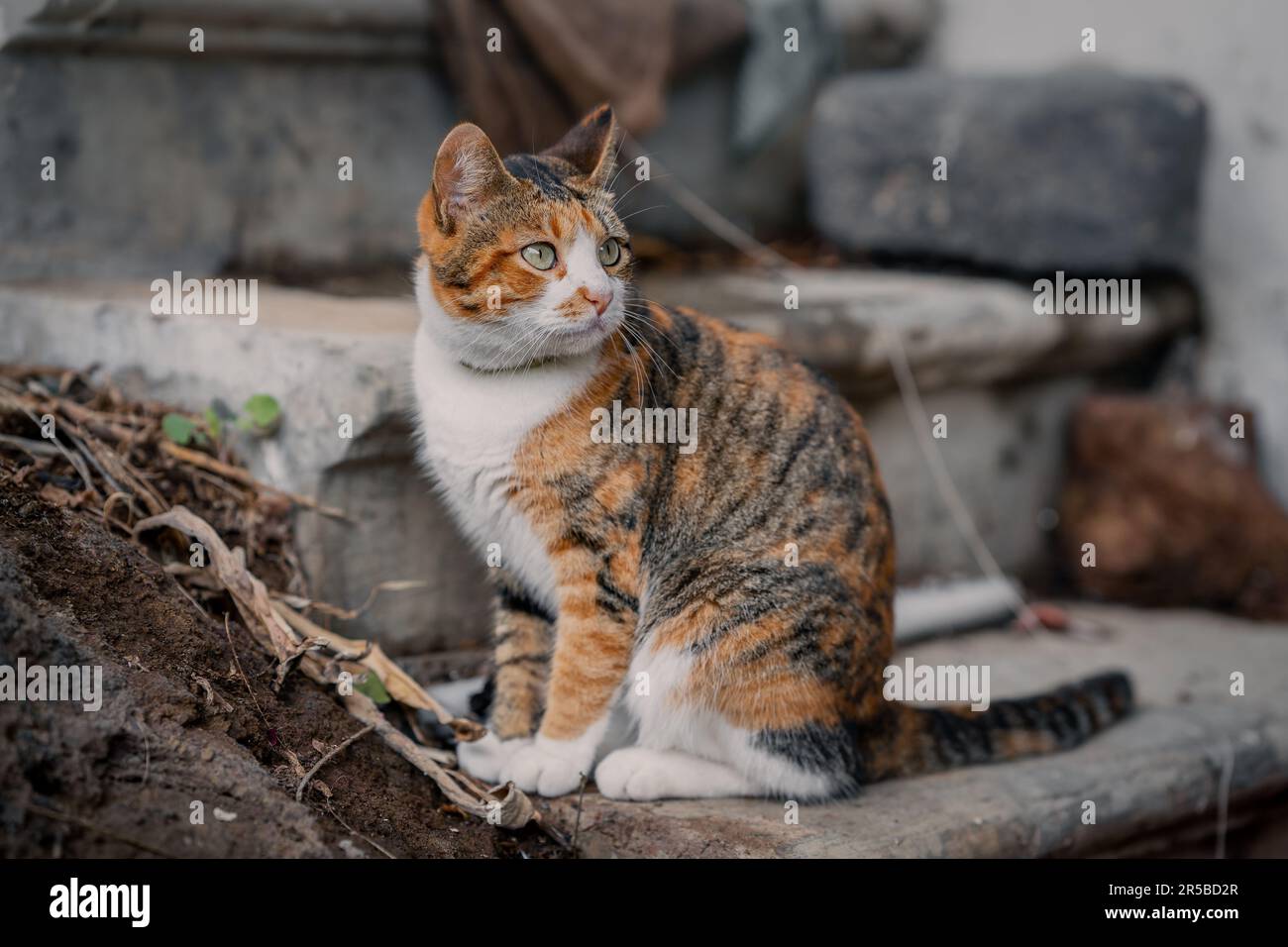 wild brown tabby cat with green eyes in the garden . close up Stock ...