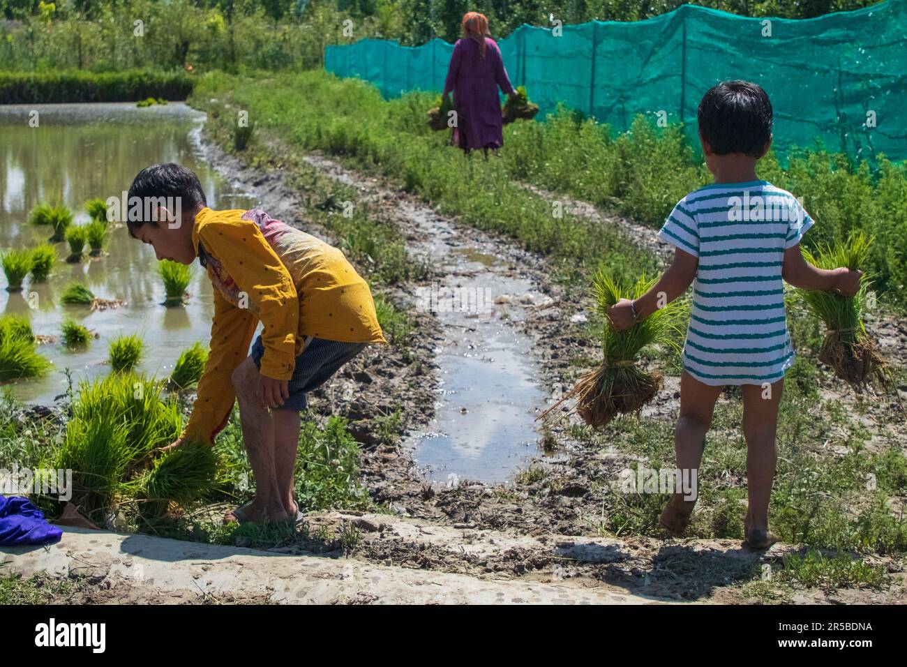 South west of srinagar hi-res stock photography and images - Alamy