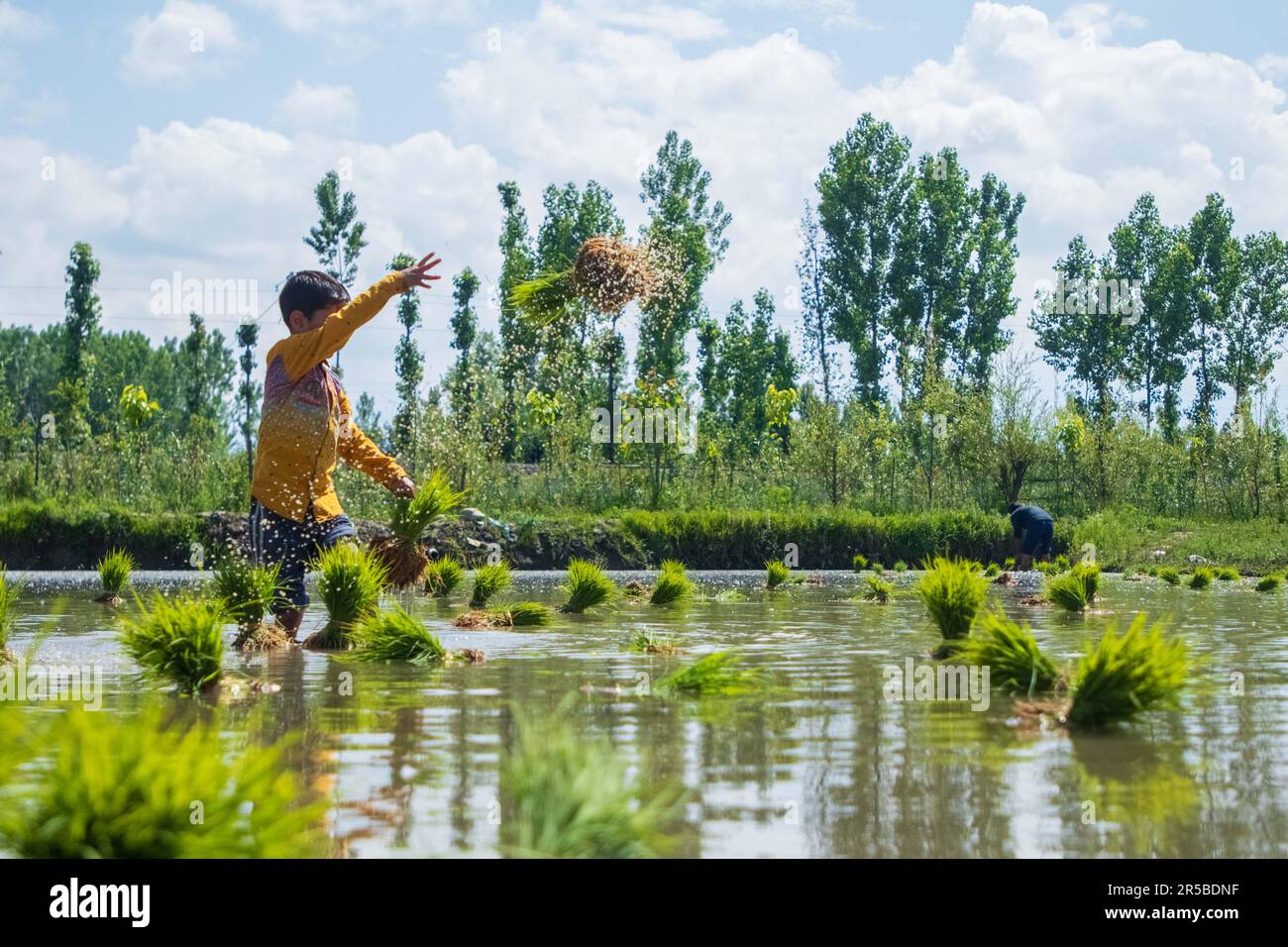A Kashmiri boy throwing paddy saplings before sowing in a field during ...