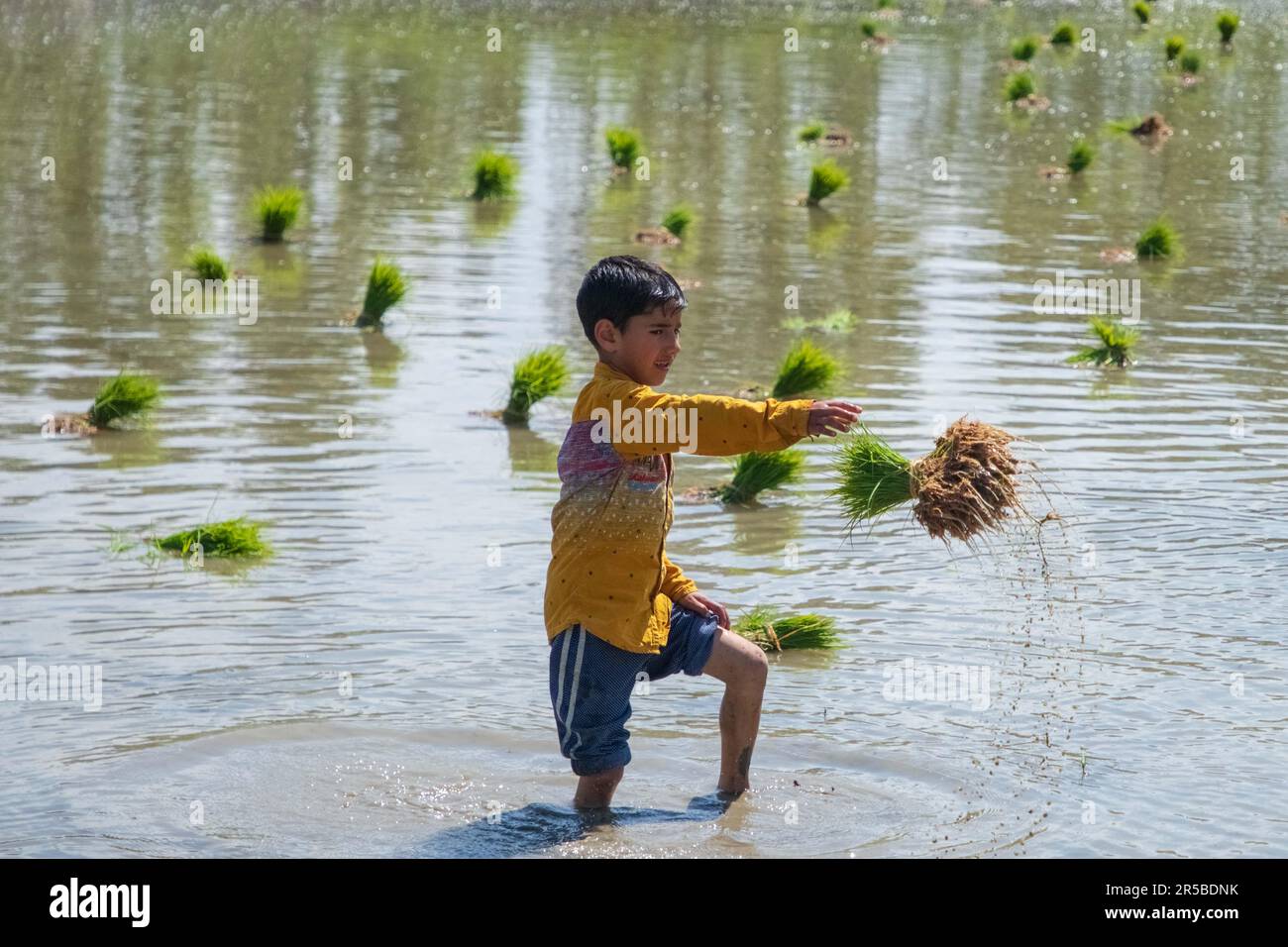 A Kashmiri boy throwing paddy saplings before sowing in a field during ...