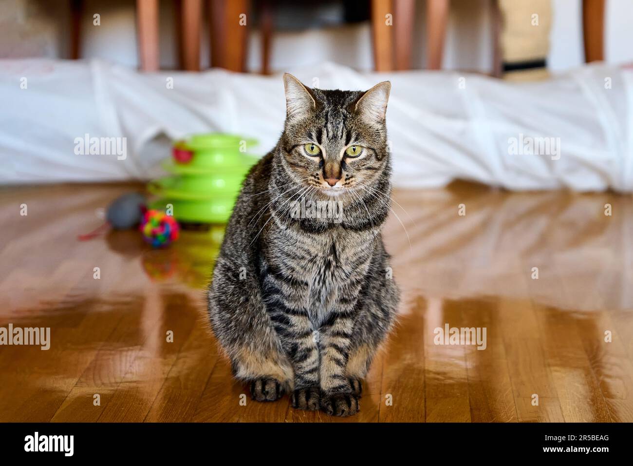 Domestic cat pouncing on hi-res stock photography and images - Alamy