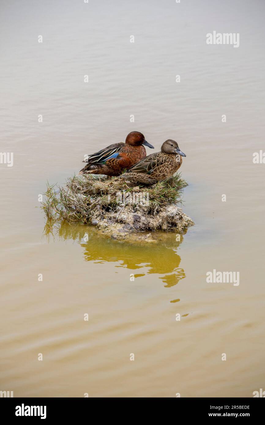 Two ducks resting on a small islet in the Pantanos de Villa, Chorrillos ...