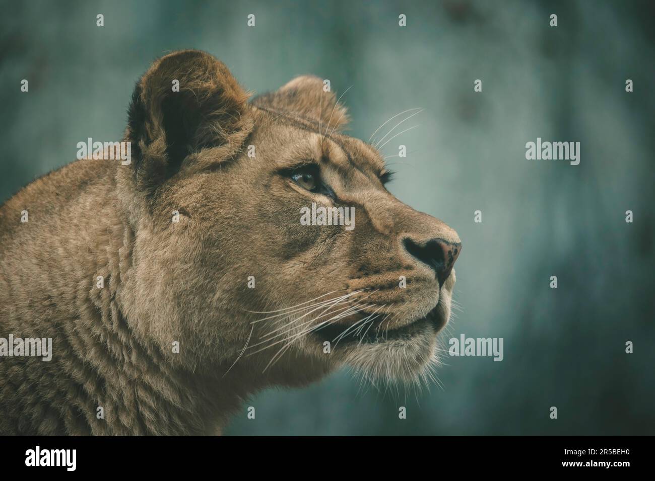 The lion of Berber predator face nad dangerous sight, the best photo ...