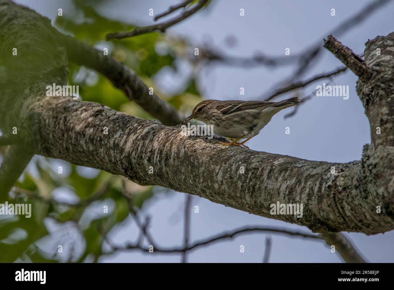 A female blackpoll warbler on a tree branch with blue sky in the ...