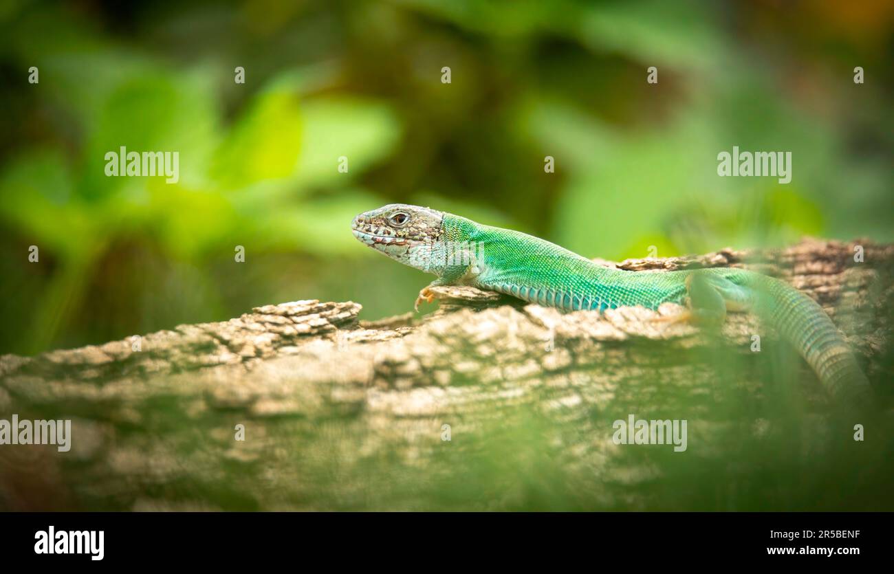 Beautiful brown lizard basks hi-res stock photography and images - Alamy