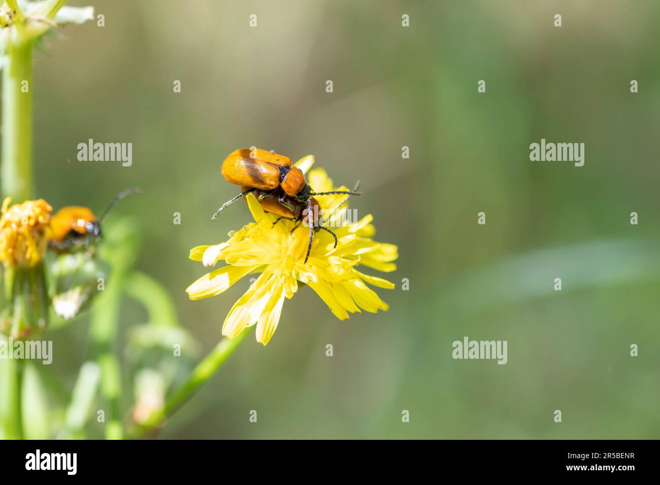Macro photography of Exosoma lusitanicum, or daffodil leaf beetles ...