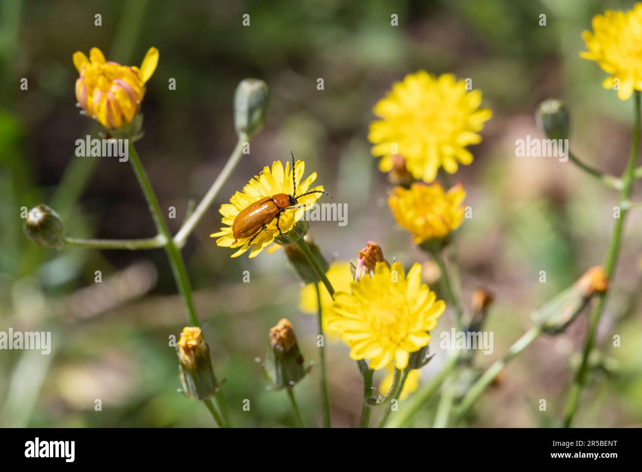 Macro photography of Exosoma lusitanicum, or daffodil leaf beetles on a ...