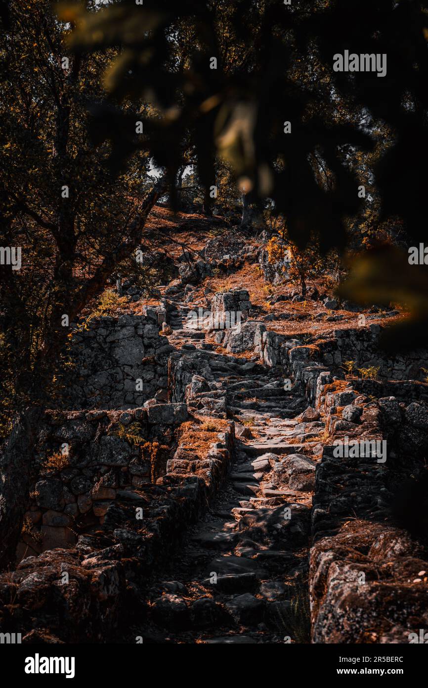 A scenic stone pathway surrounded by lush greenery and tall trees Stock ...