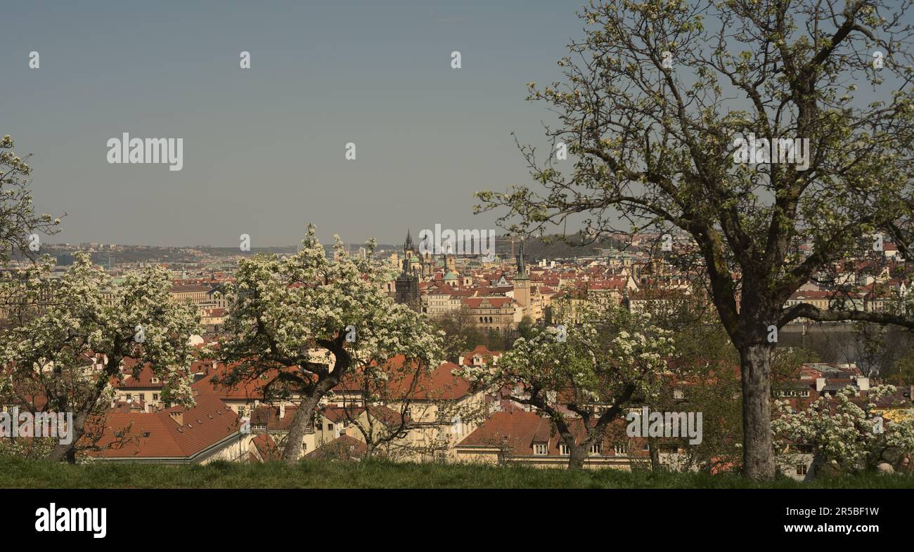 A panoramic view of Prague's old town from Petrin Hill with blooming ...