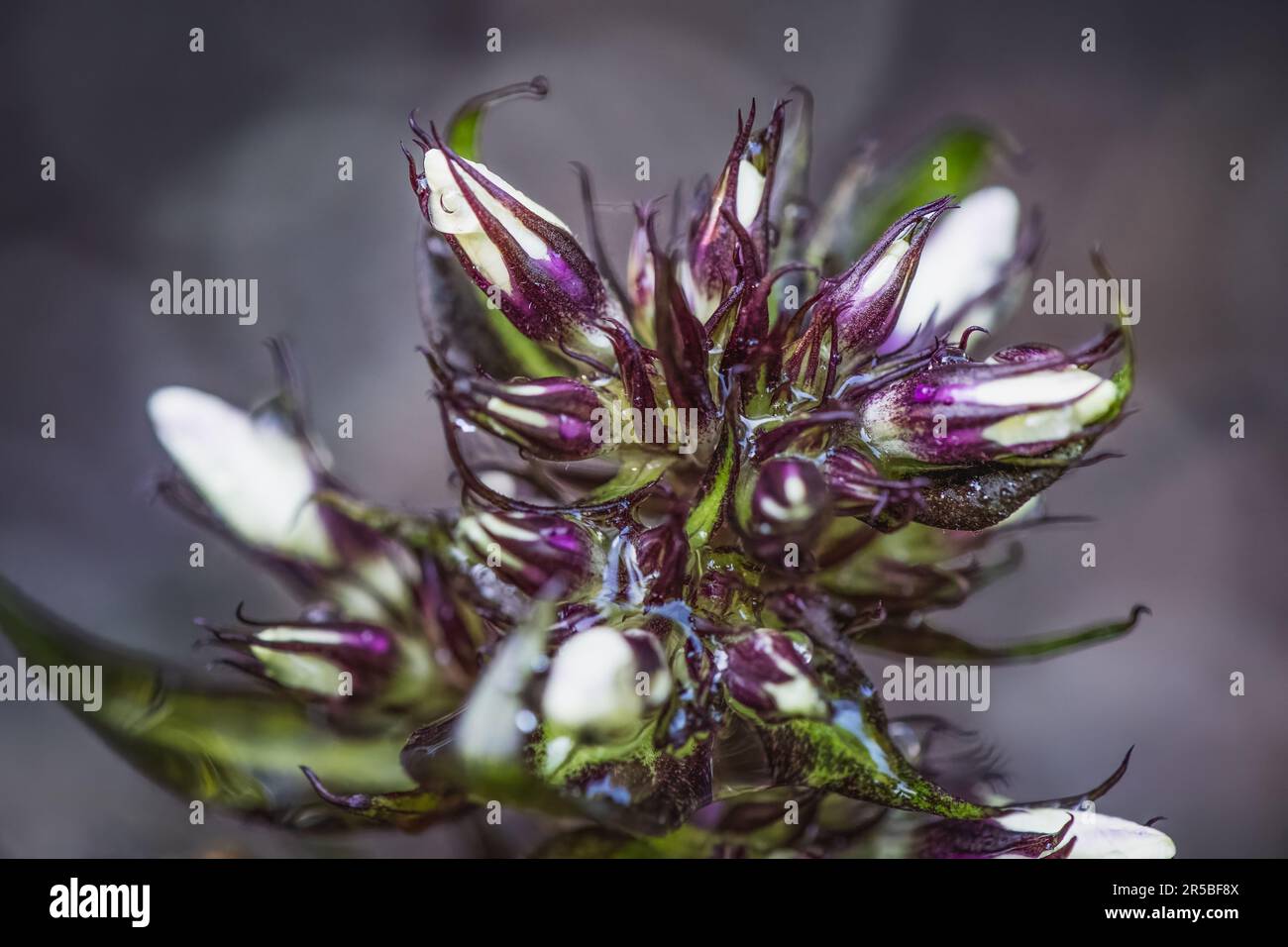 Close-up of garden phlox flower blooms before opening after watering ...