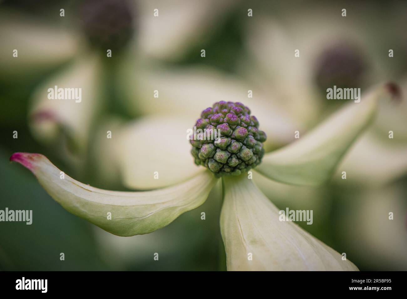 Close-up of Kousa dogwood tree fruit and flowers showing ripening fruit ...