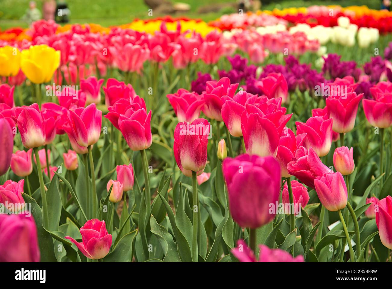 An array of vibrant tulips in dendrological gardens in Pruhonice, Czech ...