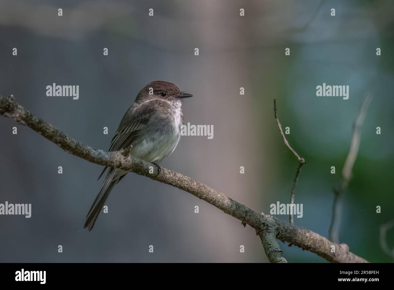 Eastern Phoebe on tree branch facing right of frame, sun setting ...