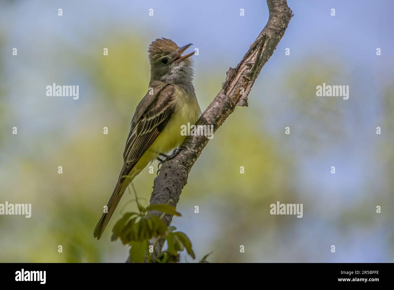 A great crested flycatcher on tree branch, side view with bird facing ...