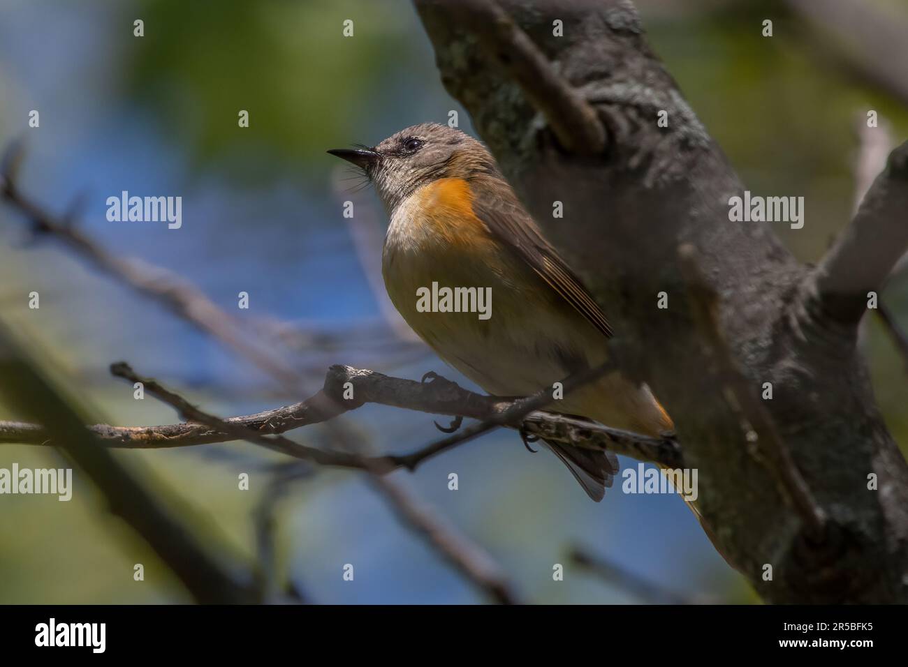 An Immature american restart male perched on a tree branch, visible ...
