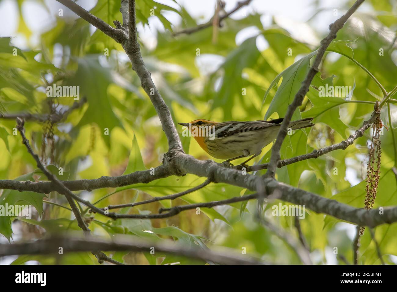 A blackburnian warbler on a tree branch, facing left of frame, side ...
