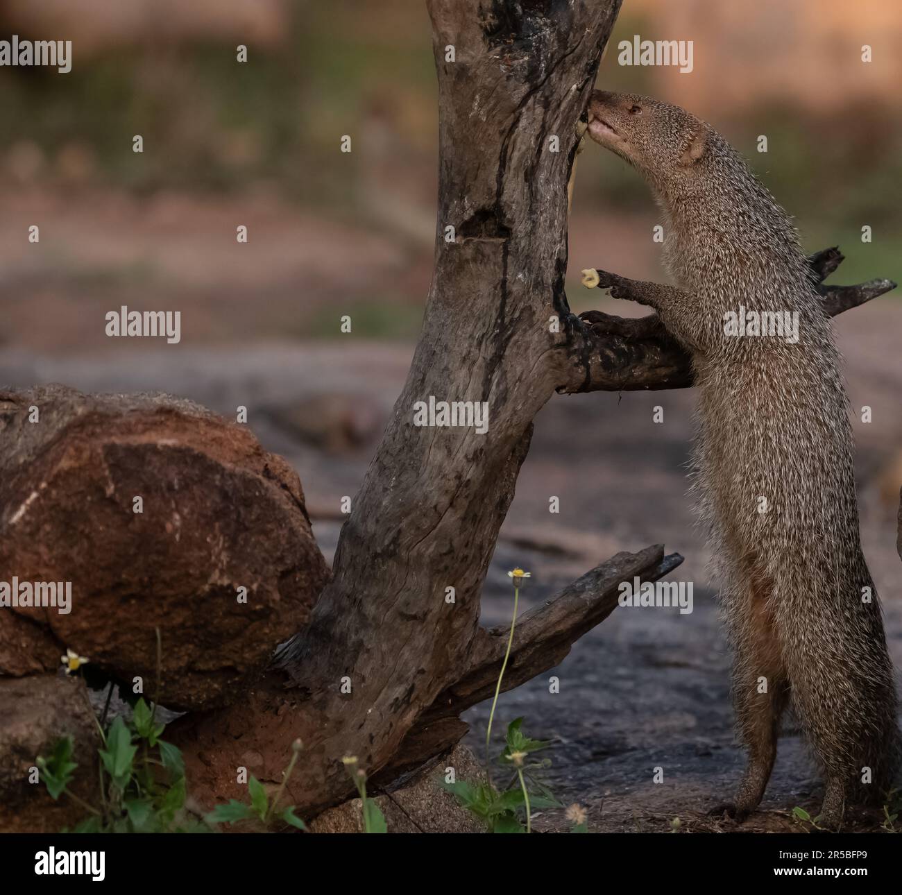 Mongoose habitat hi-res stock photography and images - Alamy