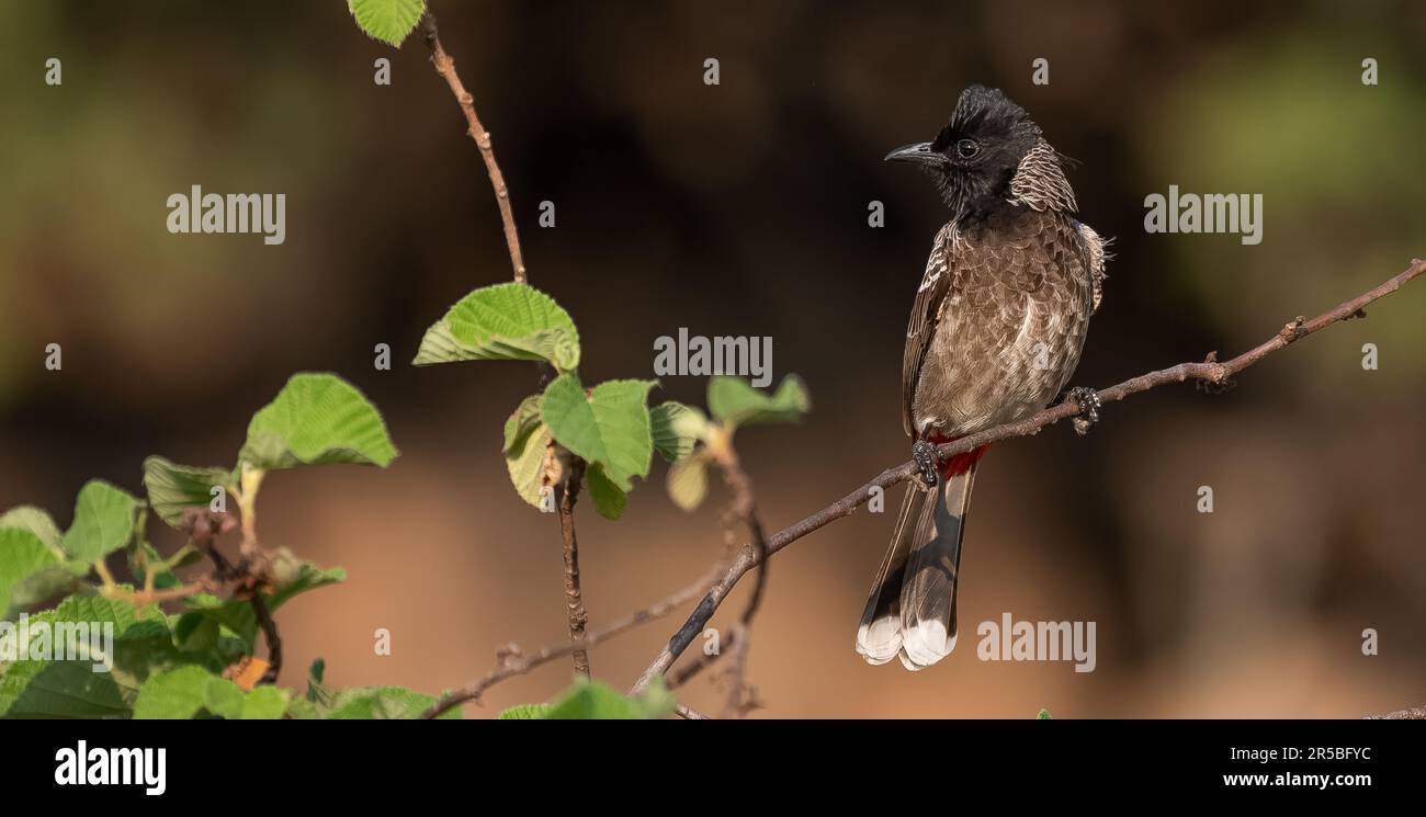 Red vented bulbul bird hi-res stock photography and images - Alamy