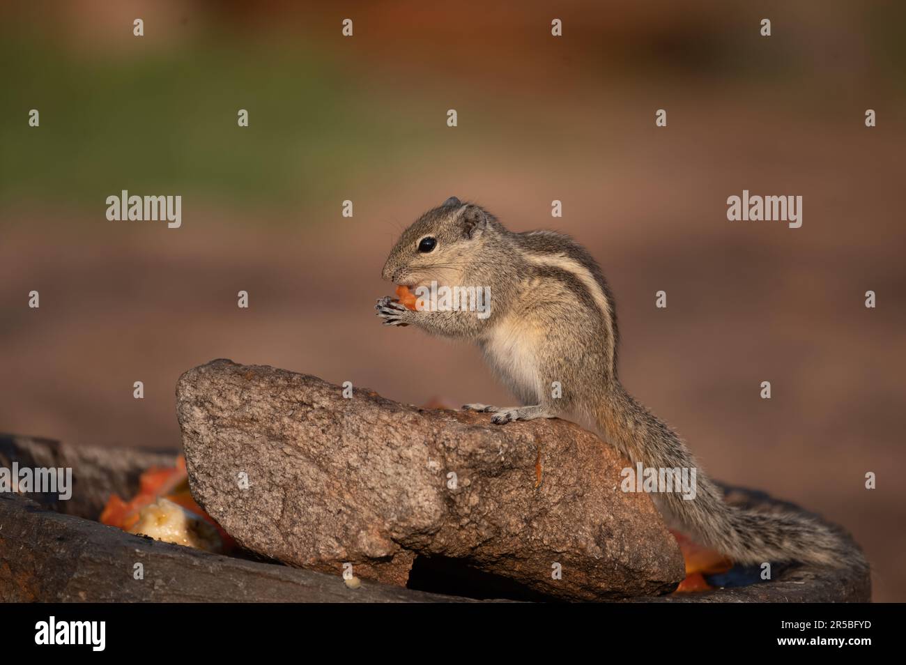 Chipmunk environment hi-res stock photography and images - Alamy
