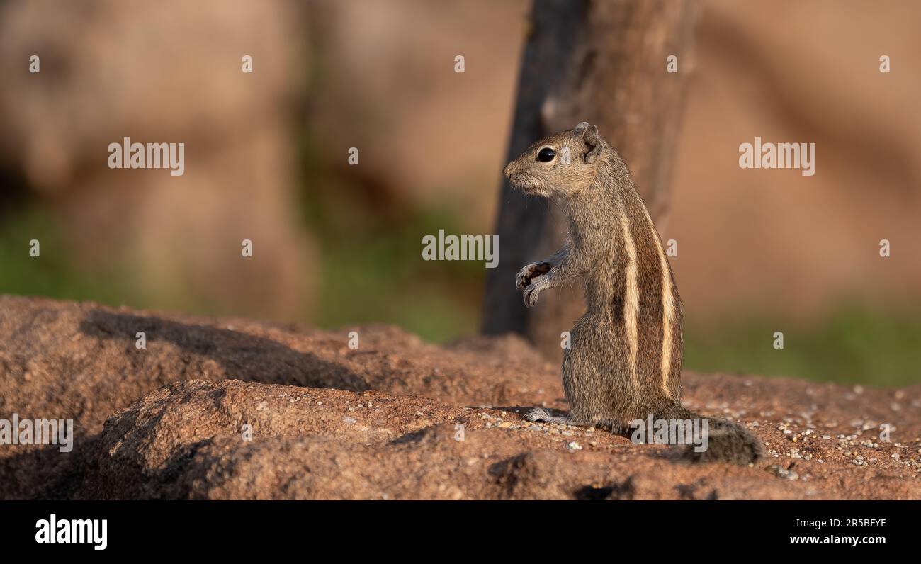 Chipmunk environment hi-res stock photography and images - Alamy