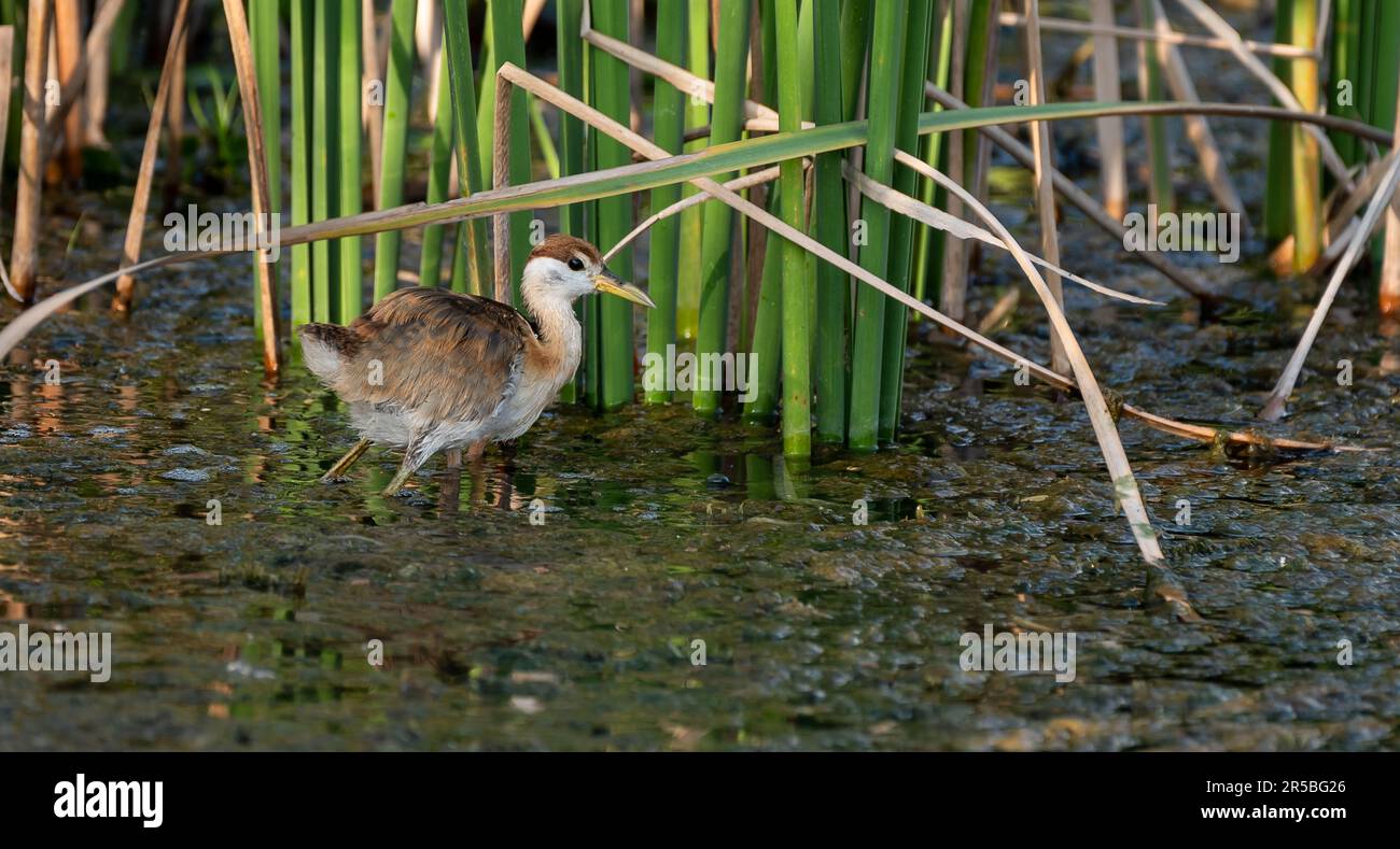 The lesser jacana (Microparra capensis) in its natural habitat Stock ...