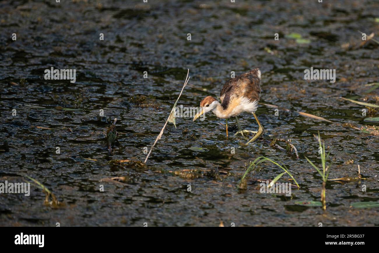 The lesser jacana (Microparra capensis) in its natural habitat Stock ...