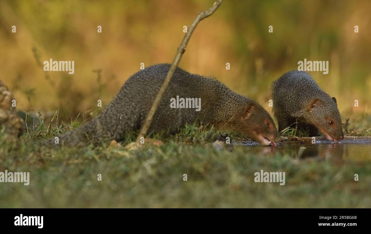The two mongooses drinking water Stock Photo - Alamy