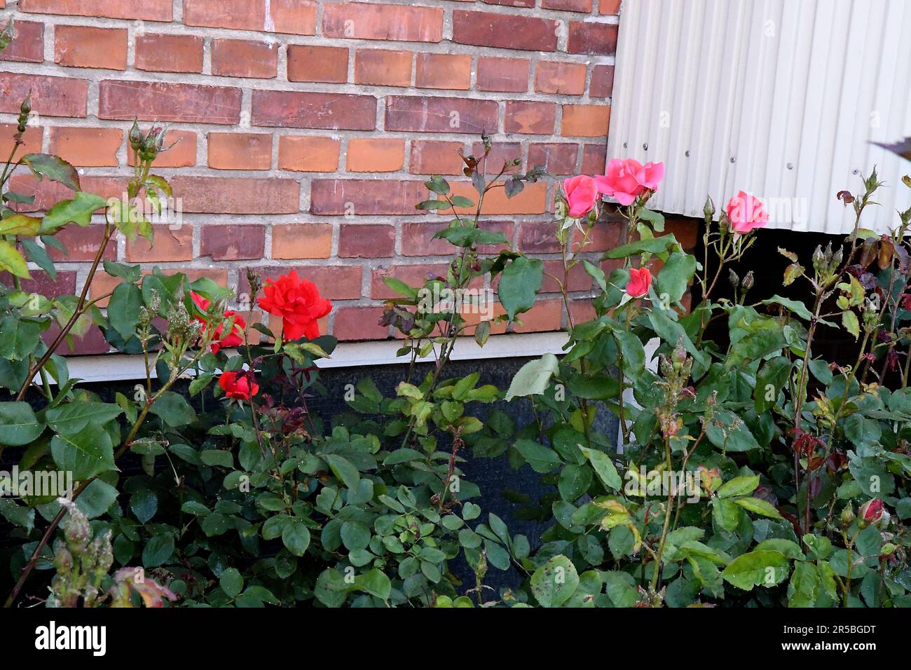 02 June 2023 /Rose flowers and plants in street garden in Kastrup ...