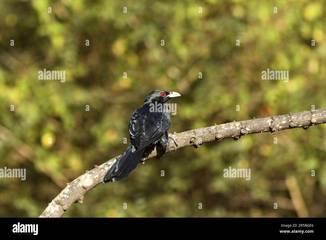 Eudynamys hi-res stock photography and images - Alamy