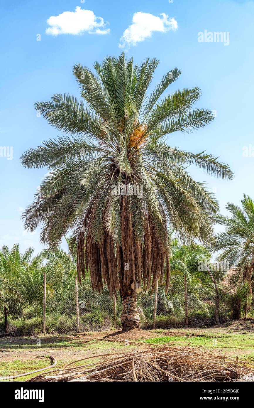 Arabian date farms hi-res stock photography and images - Alamy