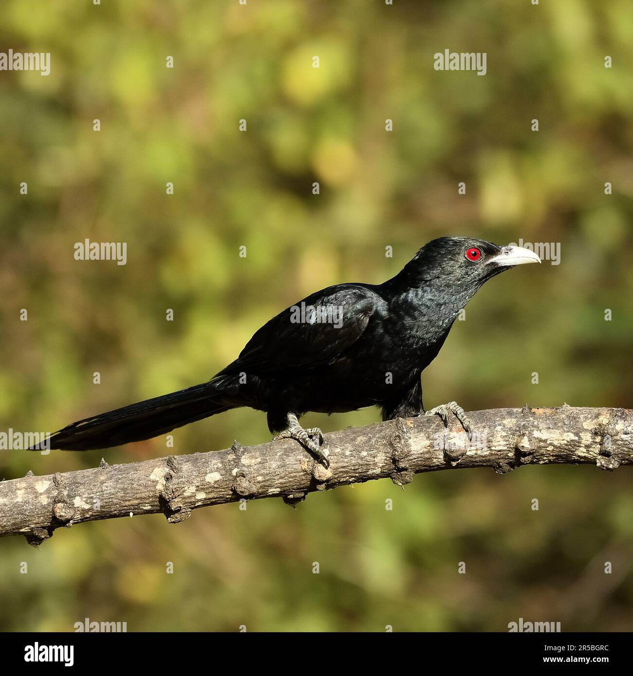 Eudynamys hi-res stock photography and images - Alamy