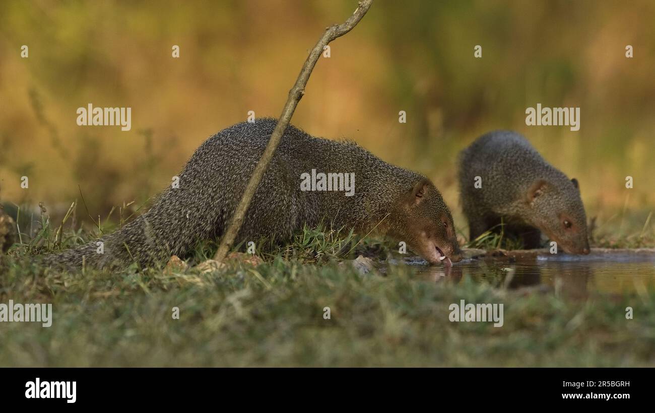 The two mongooses drinking water Stock Photo - Alamy