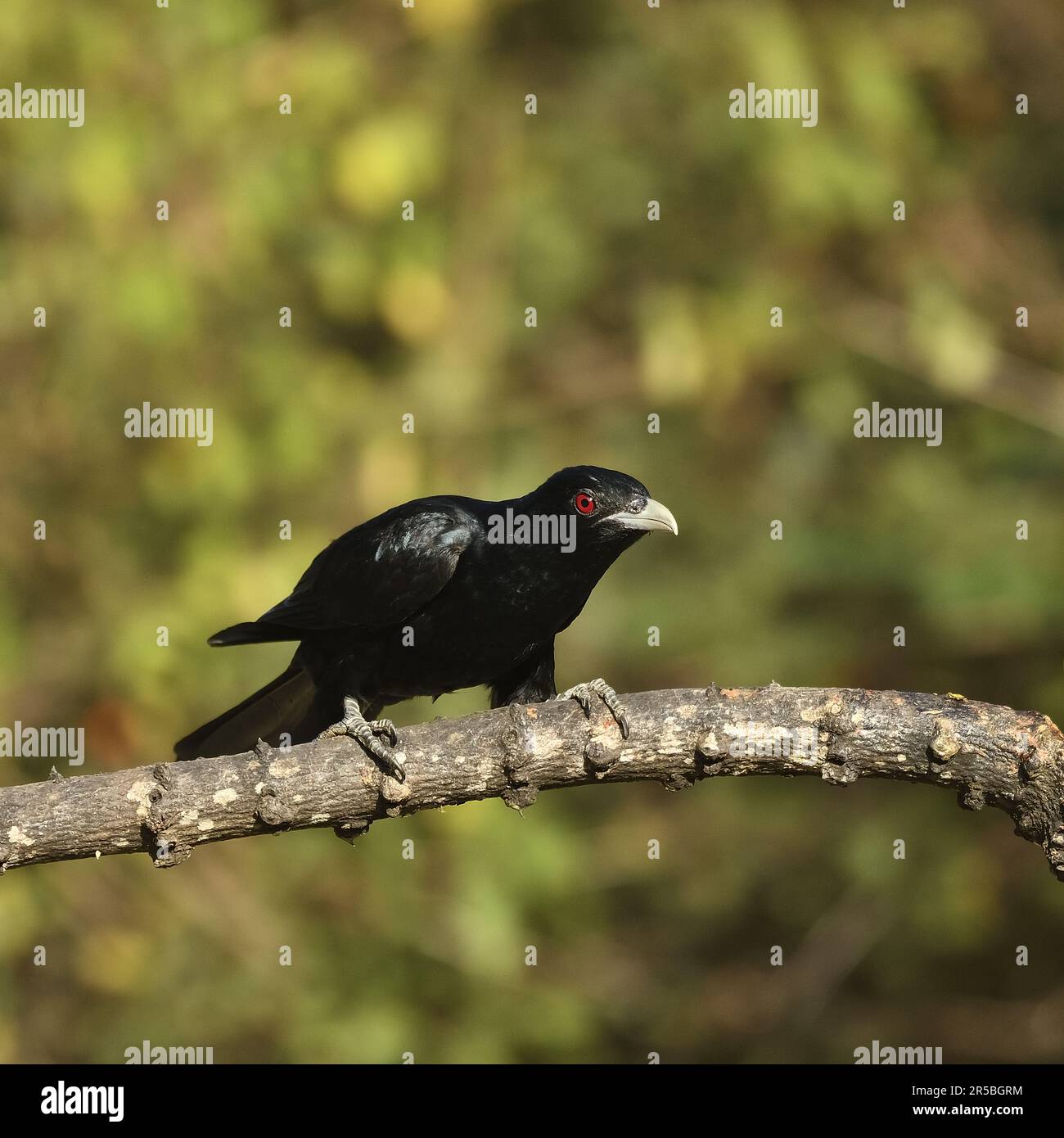 Asian koel eudynamys scolopaceus hi-res stock photography and images ...