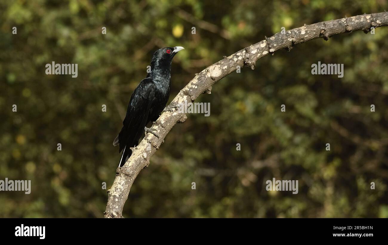 Eudynamys hi-res stock photography and images - Alamy