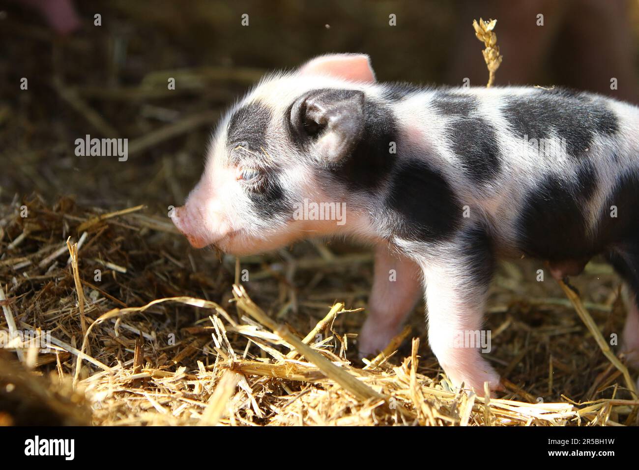A closeup of cute american yorkshire piglets on a farm on a sunny day ...