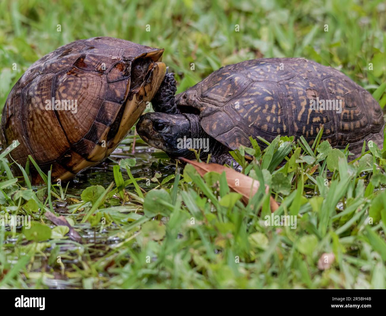 Gently rub hi-res stock photography and images - Alamy