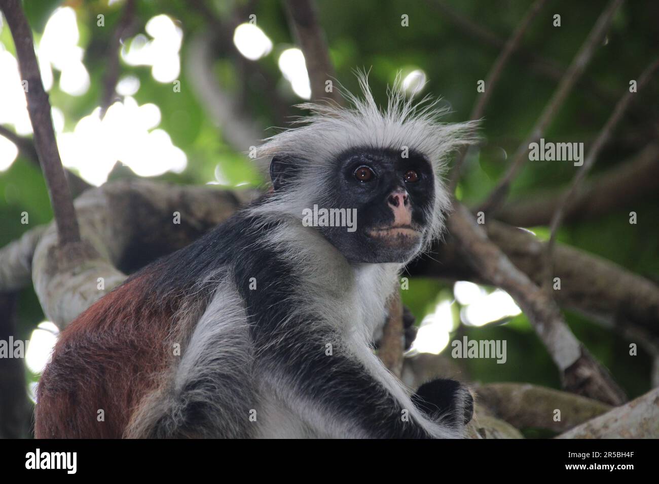 A closeup of a grivet monkey on trees in a zoo in Zanzibar, Tanzania ...