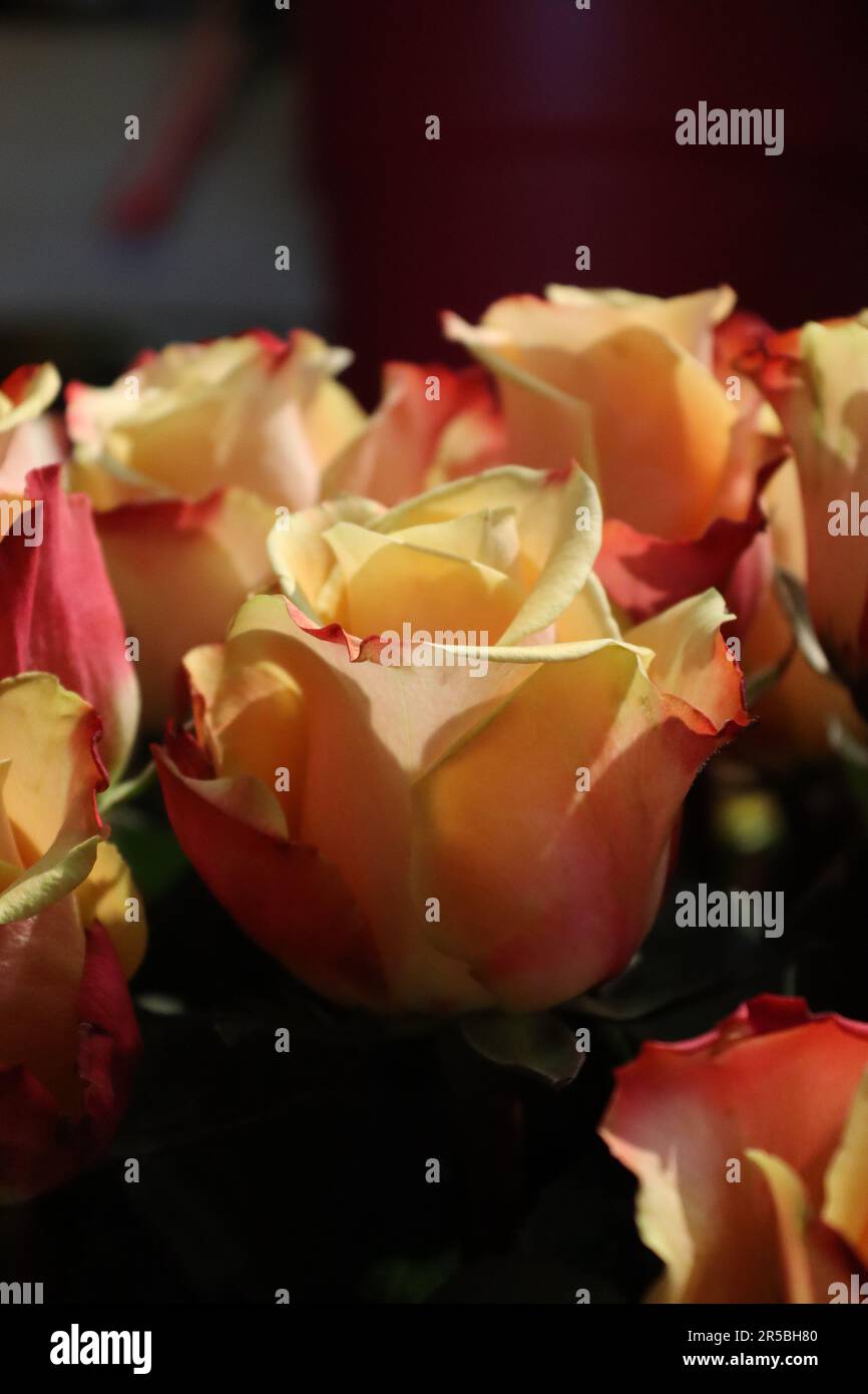 An arrangement of beautiful pink and yellow roses sitting atop a wooden ...