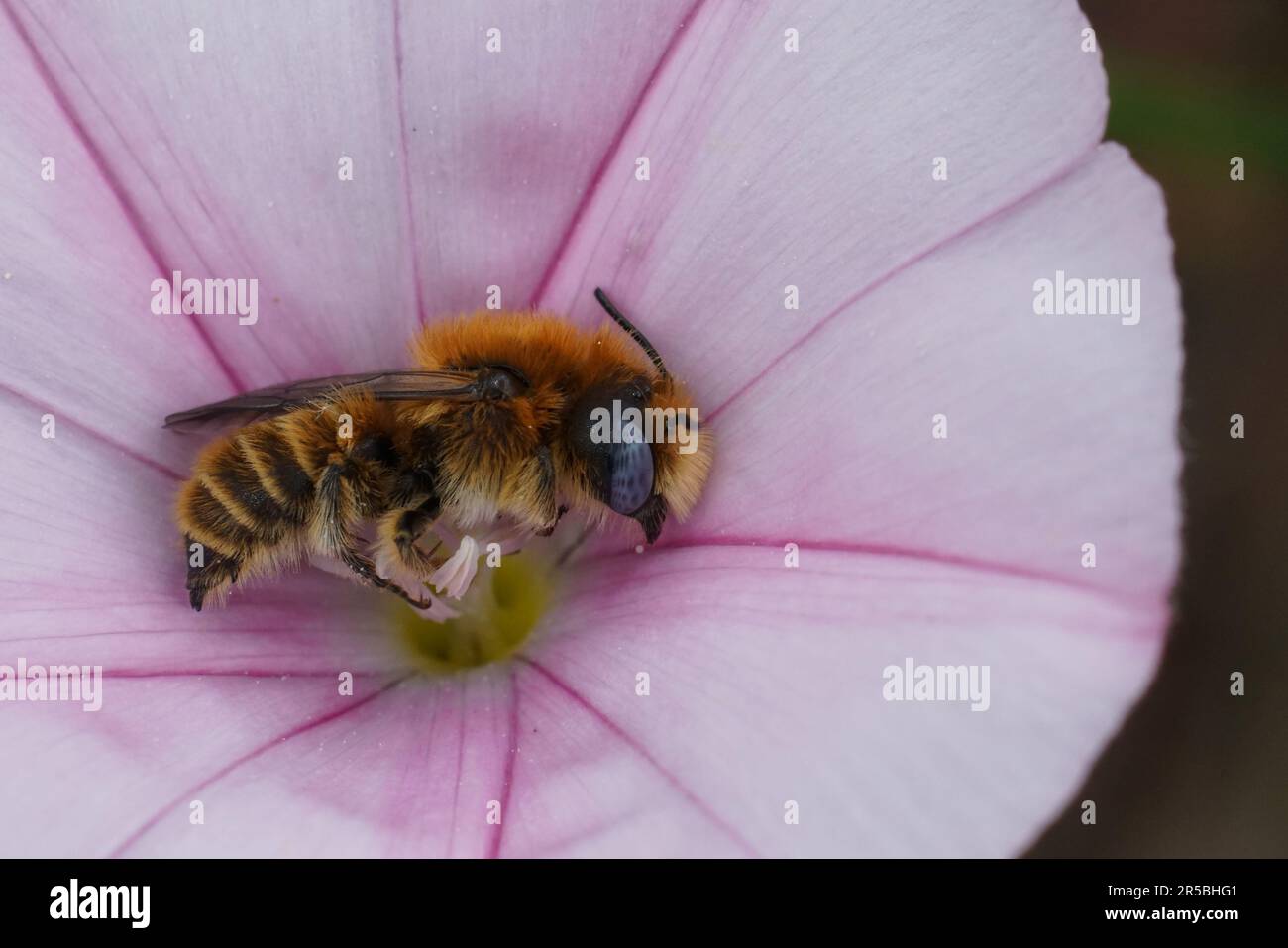Natural closeup on a colorful blue-eyed small male Hoplitis perezi ...