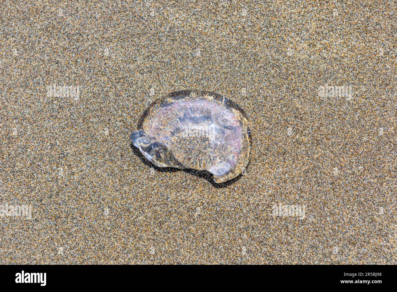 A transparent jellyfish on a sandy beach Stock Photo - Alamy