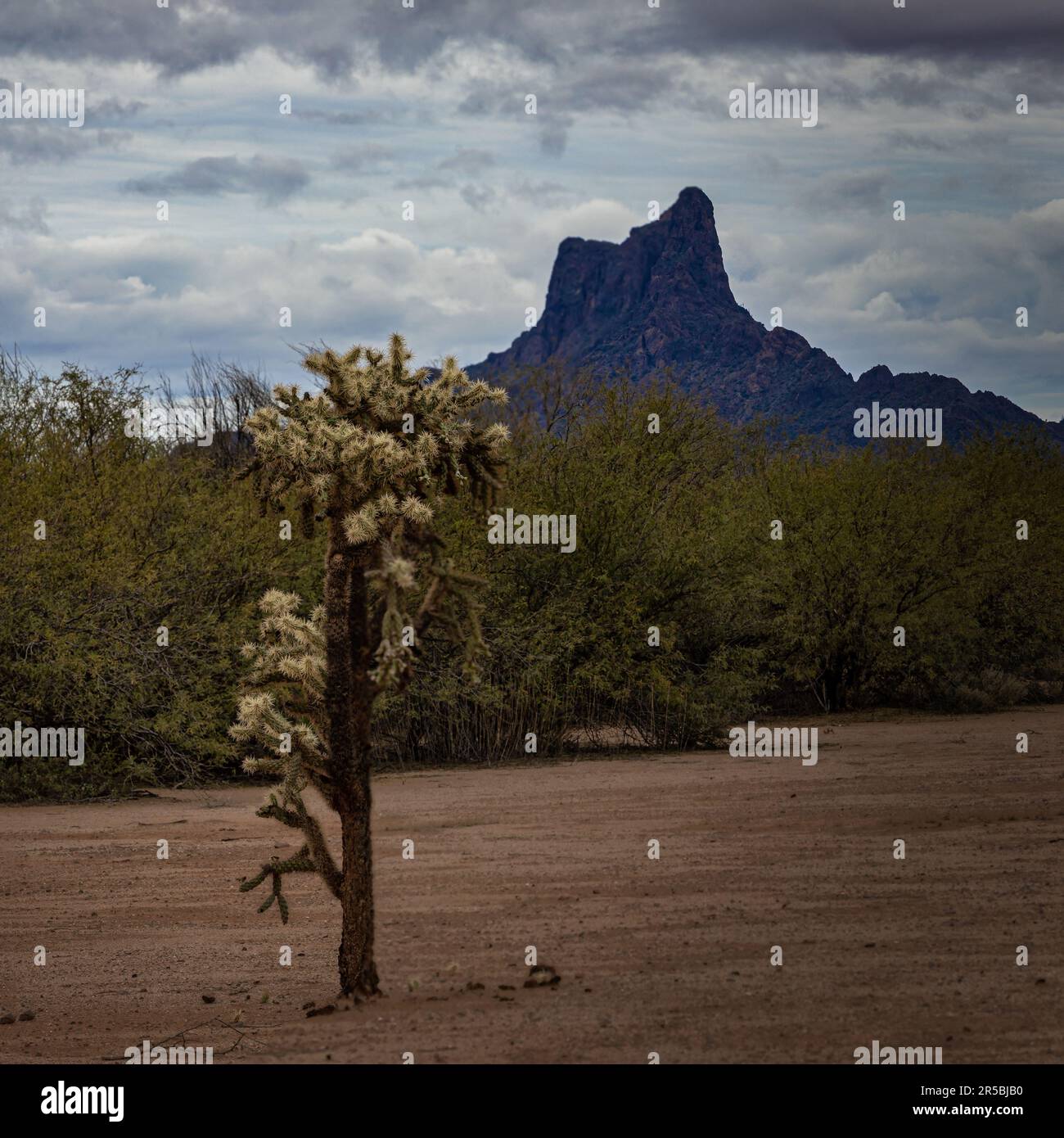 An isolated Yucca plant stands in a desert-like environment, surrounded ...
