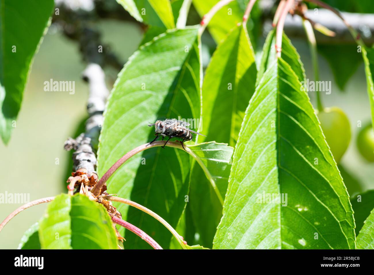 An isolated fly perched on a tree leaf in the wilds of South of France ...