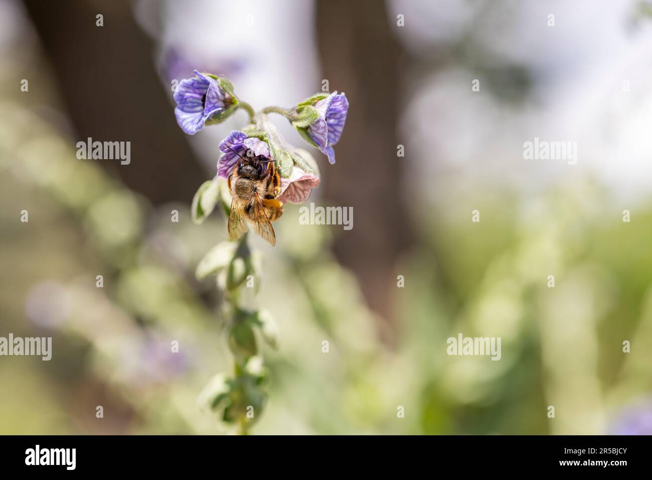 Macro photograph of a bee collecting pollen from a flower. Blurred ...