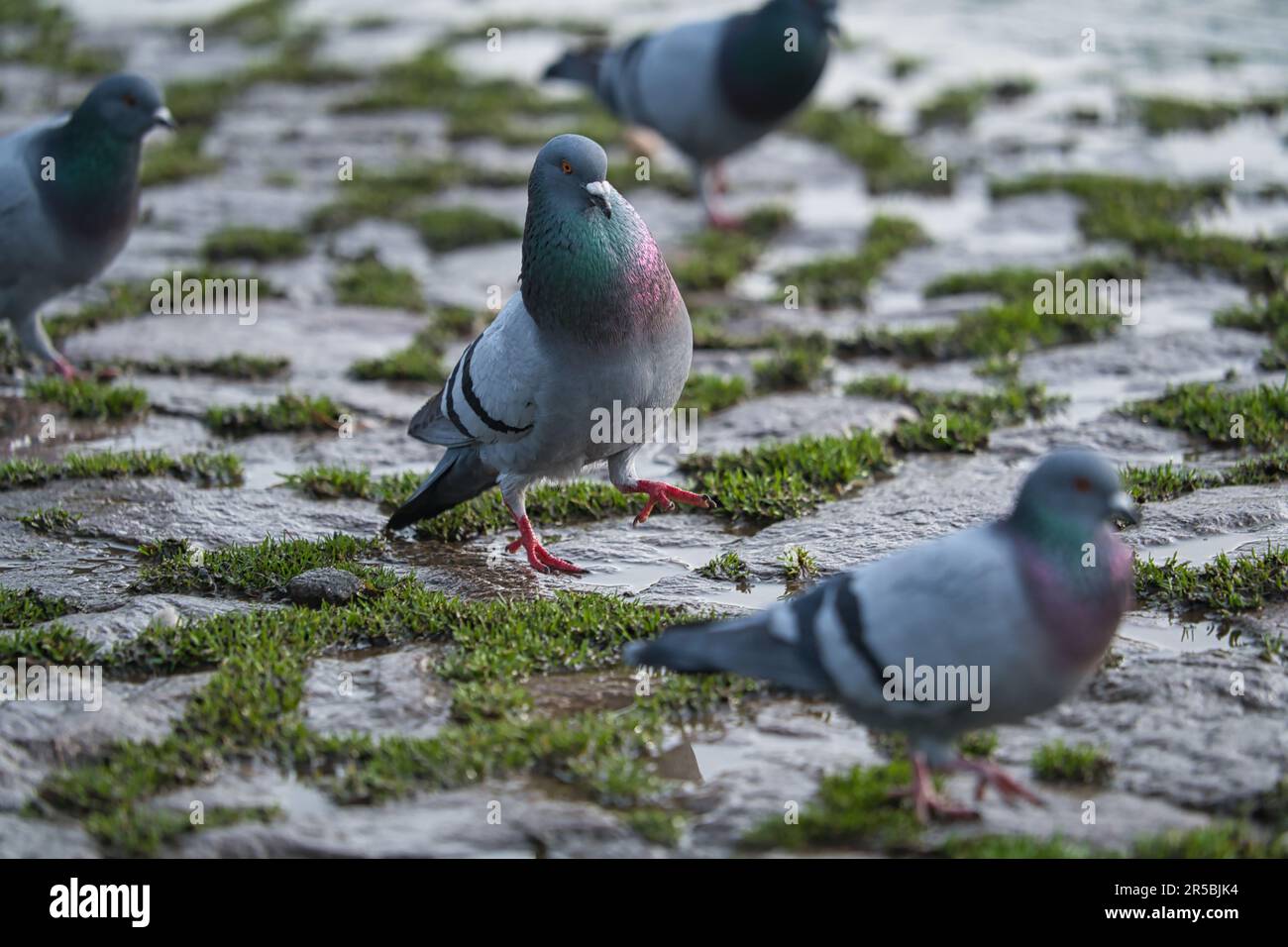 A flock of pigeons gathered around a paved walkway in a backyard Stock ...